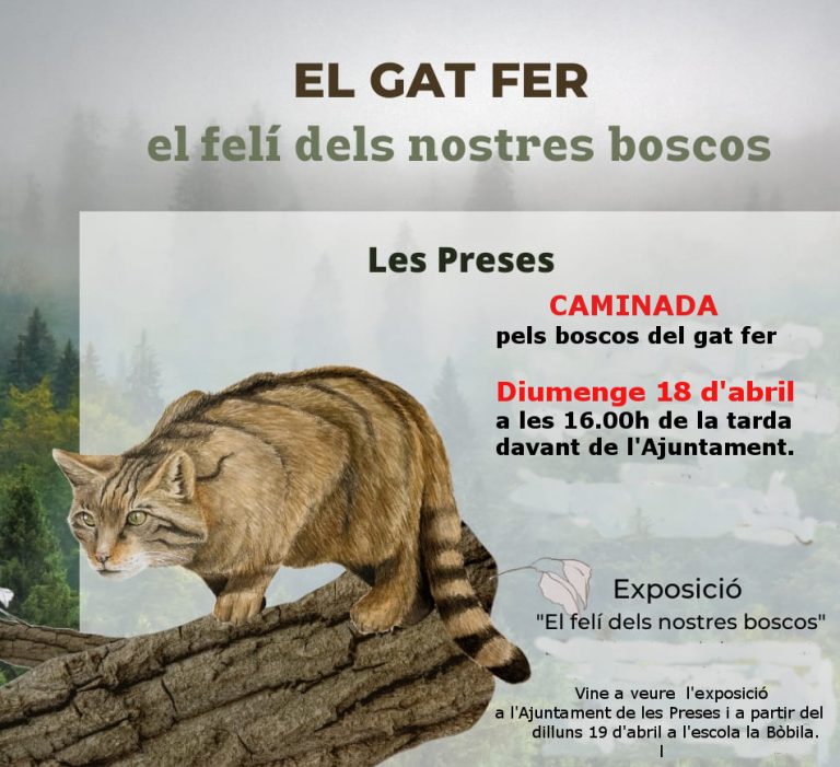 Caminada pels boscos del gat fer - Web oficial de l'Ajuntament de Les ...